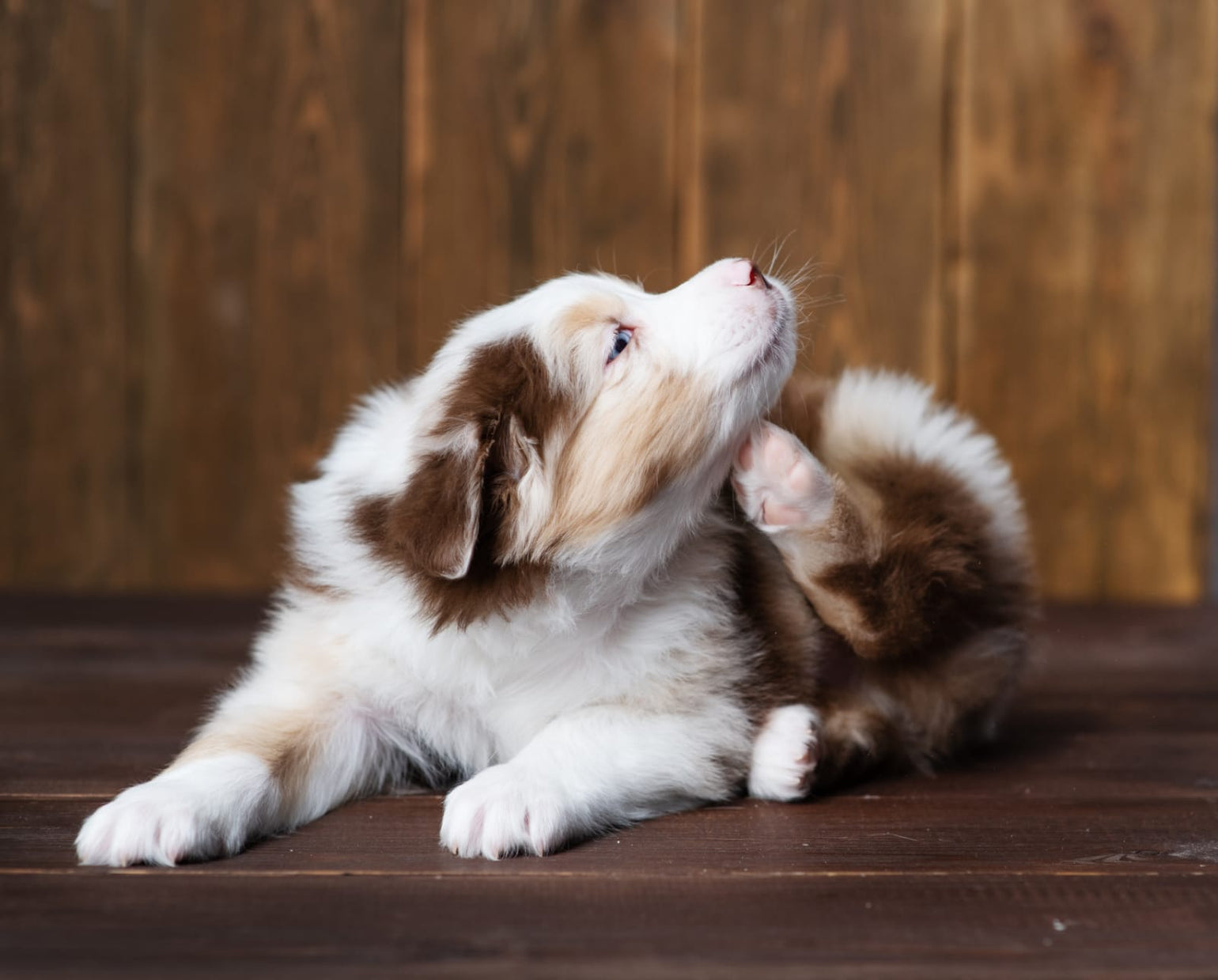 Ticks and Fleas Infestation: How Does It Affect Your Dog's Health ...
